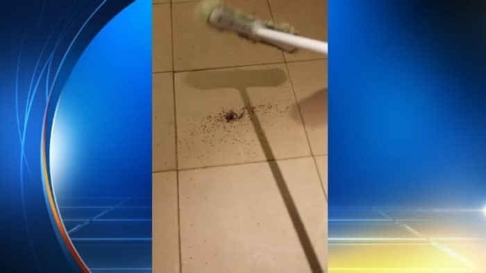 Hundreds of baby spiders emerge after mother spider is squashed