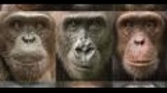 The amazing complexity of primates' faces