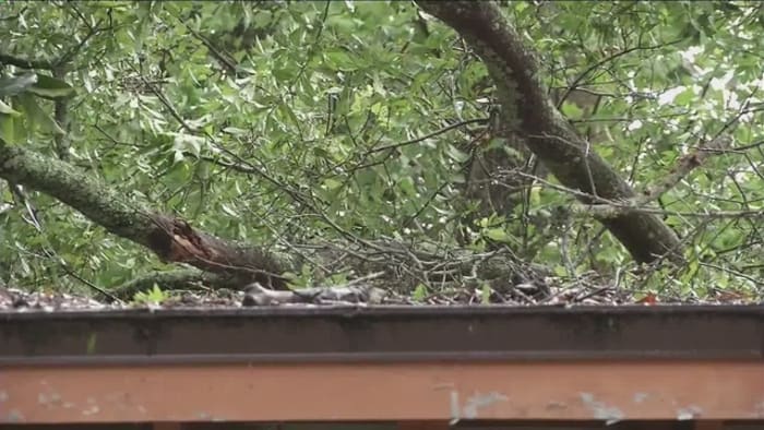 Most hurricane resistant trees to plant