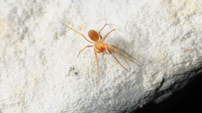 Government Canyon home to several endangered spiders