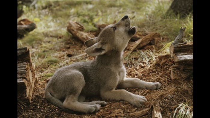 Detroit Zoo wolf exhibit includes National Geographic photo display