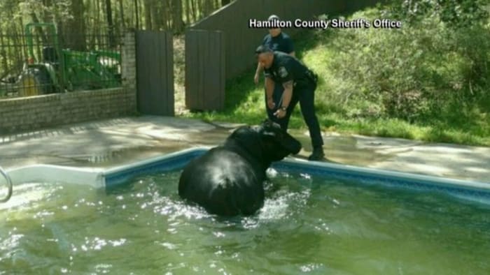 Two-ton bull gets stuck in family's pool