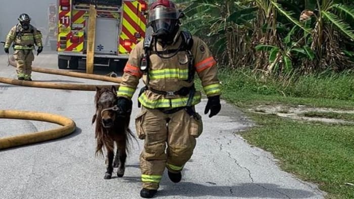 No horsing around: Firefighter rescues pony from Florida home
