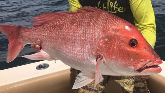 Red Snapper mini season opens Friday, expect crowds at ramps and ...