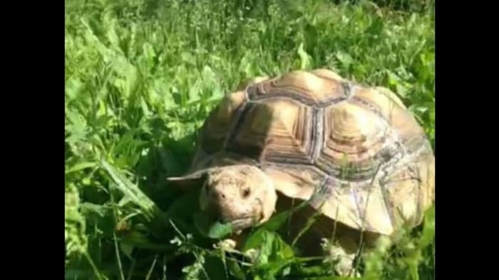 Giant tortoise named Magic Johnson missing in Detroit