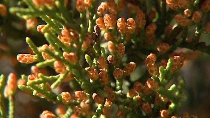 'Tis the season: Mountain cedar pollen count rises across South Texas
