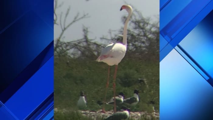 Living its bird life: Flamingo spotted in Texas 13 years after escape ...