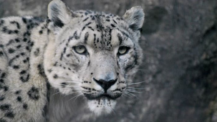 Snow leopard euthanized at Michigan zoo after cancer battle