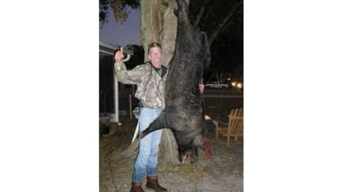 Man captures 400-pound wild hog in Melbourne