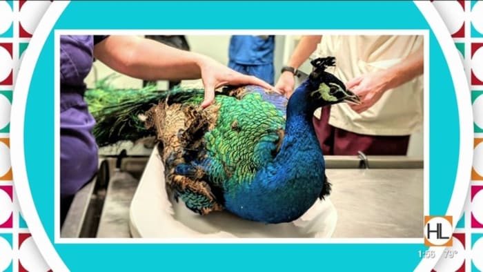 Amazing Animal Tale: Helping an injured peacock recover