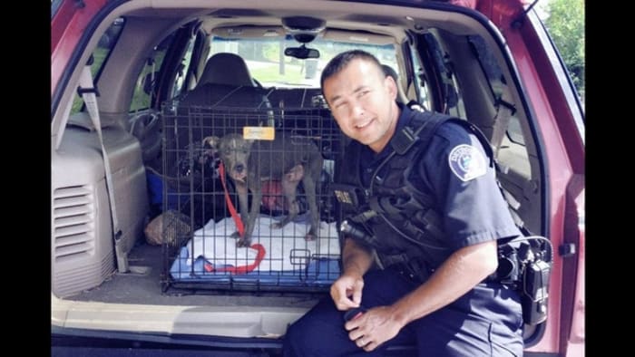 Puppy rescued by Detroit police officer, Detroit Bully Corps