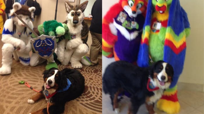 Michigan woman mistakenly brings dog to local furry convention