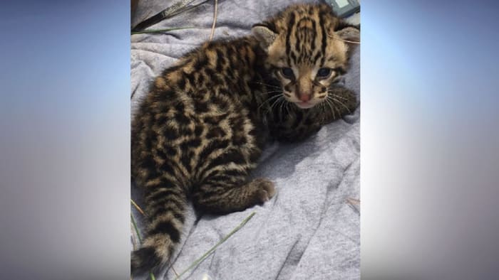 US Fish and Wildlife discovers first ocelot den in 20 years