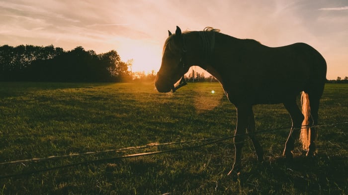 3 horses slaughtered in Florida a reminder of America’s history with ...