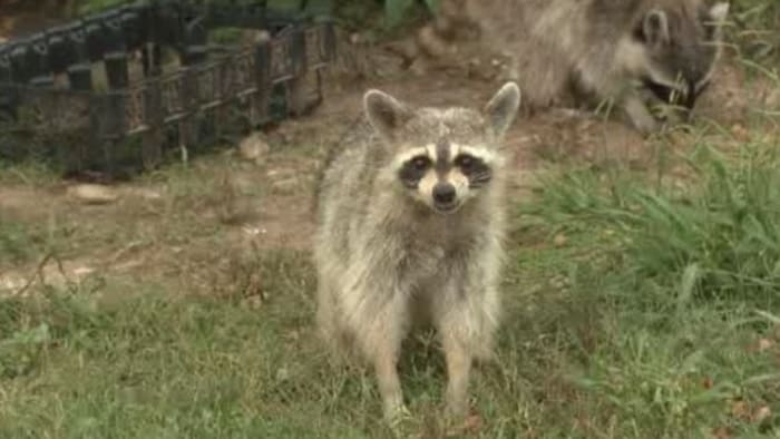 Rash of raccoons outside convenience store prompts warning from city