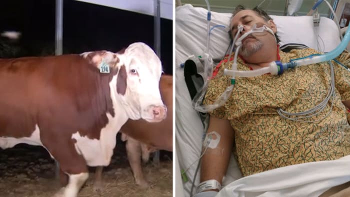 Texas man says his 'psychotic cow' almost killed him