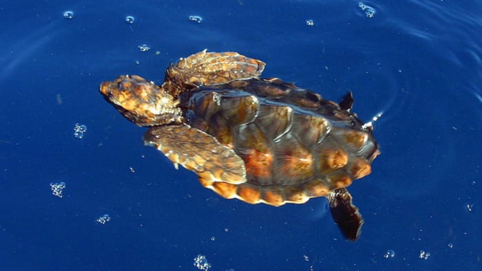 Sea turtles on the dinner plate