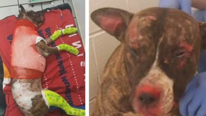 Dog set on fire in Virginia park has died, shelter says