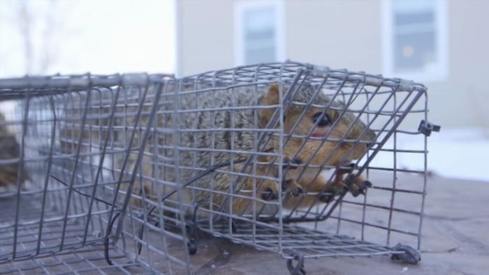 Avoid a squirrel invasion in your home