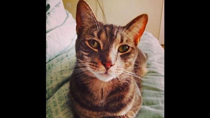 Shelter admits putting down cat was mistake