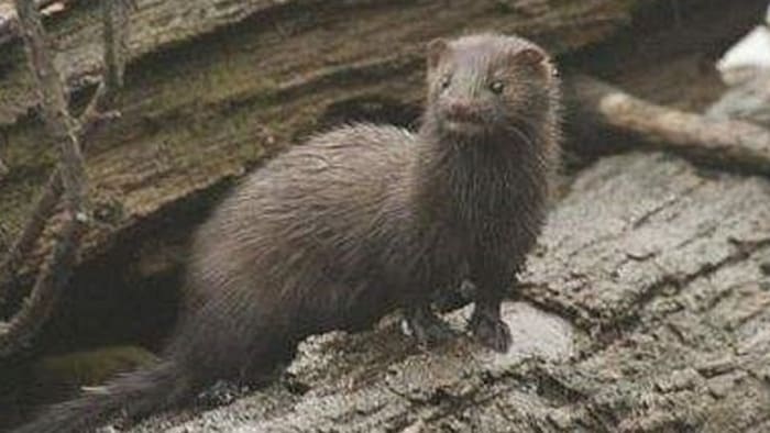 Florida wildlife officials seek help finding mink