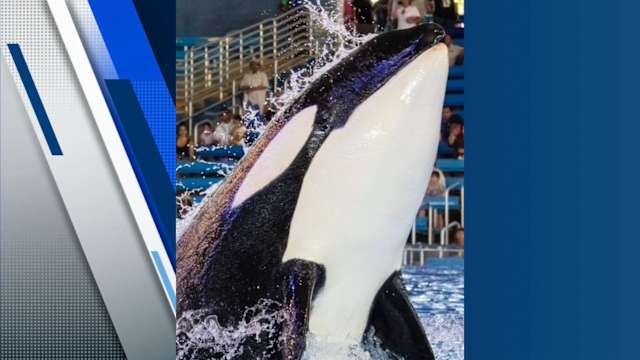 seaworld shamu accident