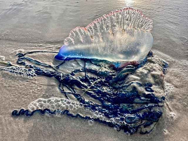 portuguese man of war sting dog