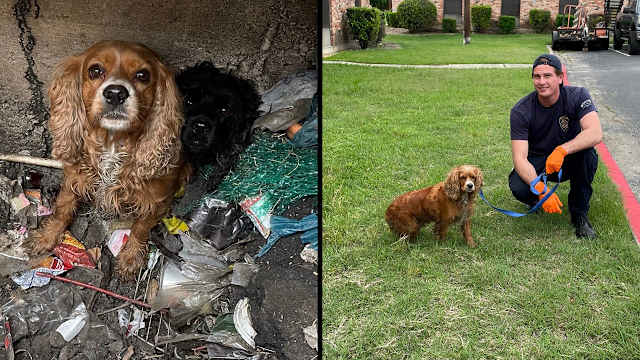 firefighters saving dogs
