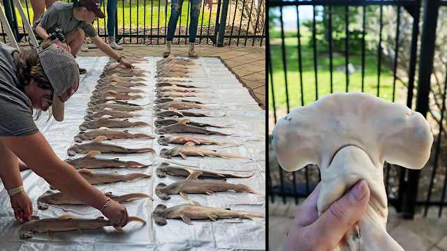 hammerhead kills human