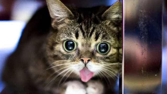lil bub cat