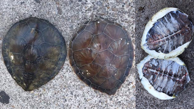 sea turtle meat risks