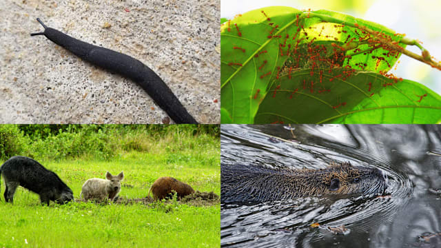 invasive species animals in texas