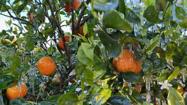 central florida fruit