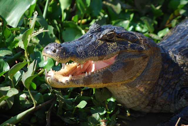 chinese alligator attack
