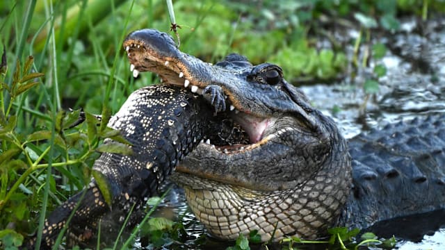 Gator got your tongue? Images show alligator eating another alligator ...