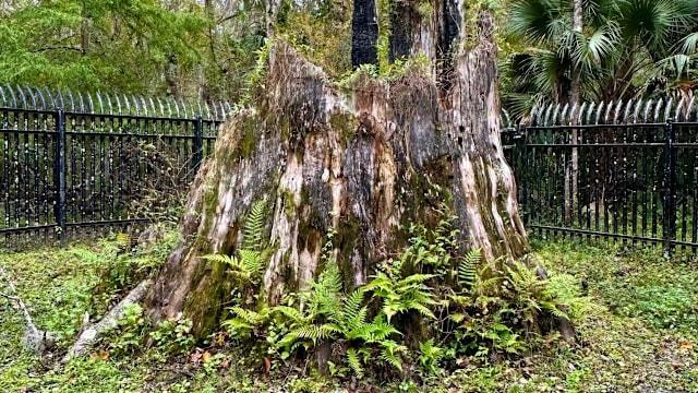 largest ancient tree stump