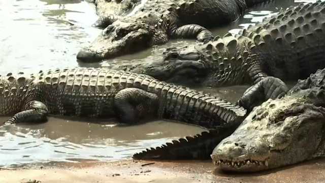 Watch out! These are the most gator-infested lakes in Florida