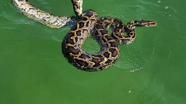 giant burmese python