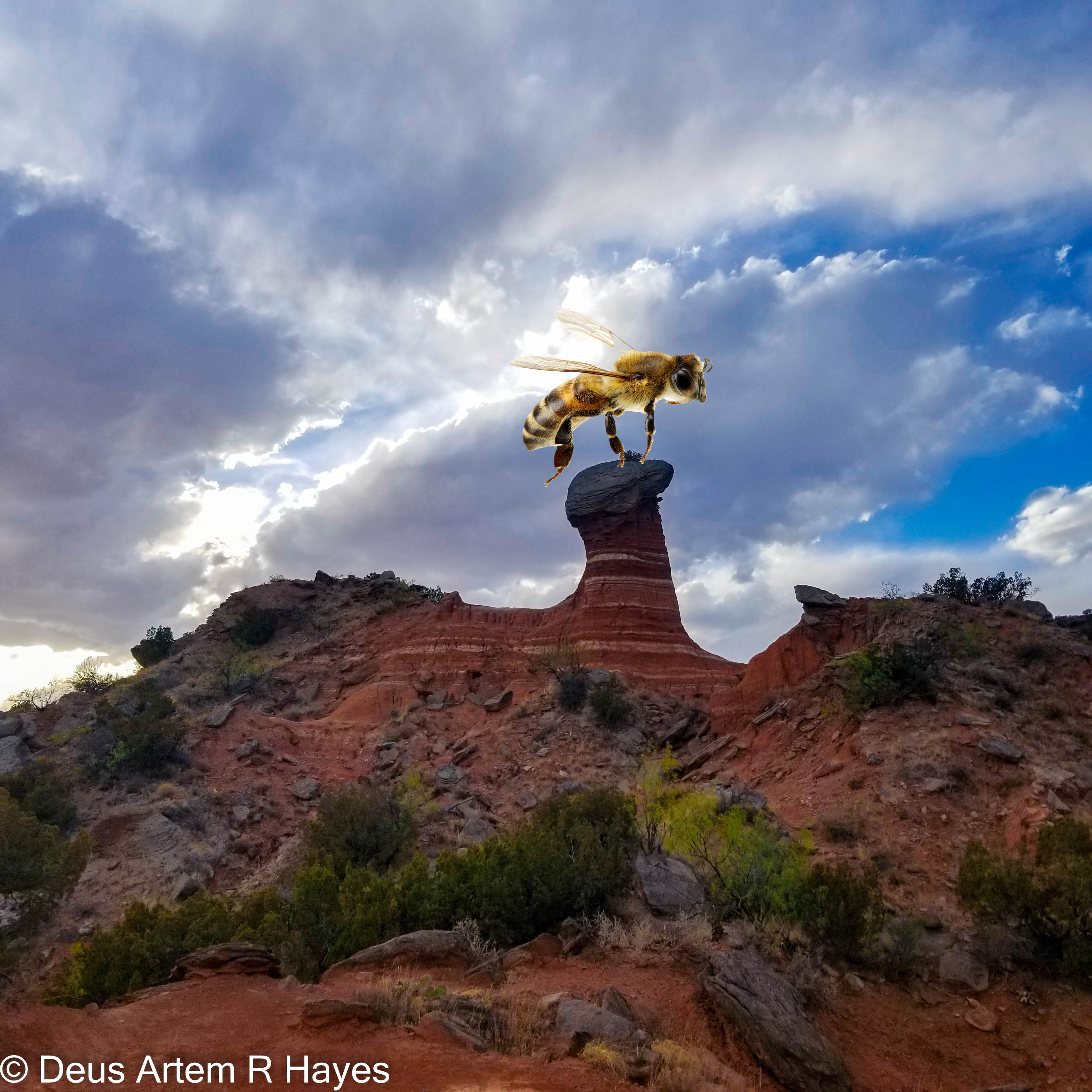 24 Hours in the Canyon - Bee the Buzzzz - 1Bee