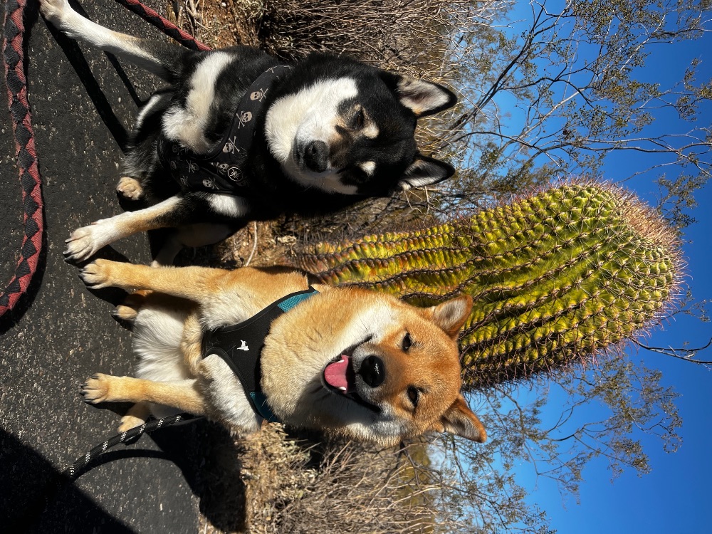 2025 Tucson Subaru Pets of Pima Parade & Friends of PACC Festival ...