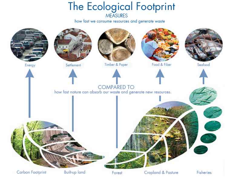 Carbon Footprint Calculator: calcola la tua impronta ecologica