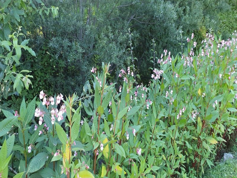 La balsamina, una pianta bella ma cattiva. Ecco come affrontarla