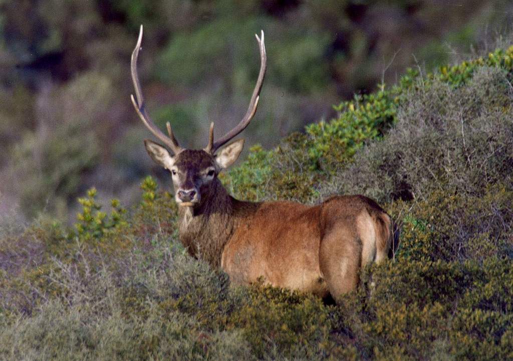 ISPRA partecipa al progetto europeo per la tutela del Cervo Sardo