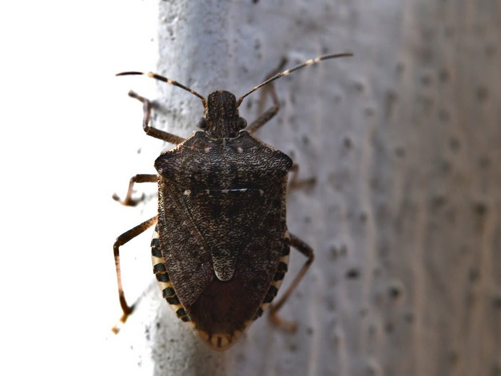 Cimice asiatica: ecco come si combatte - e si vince - la sua invasione