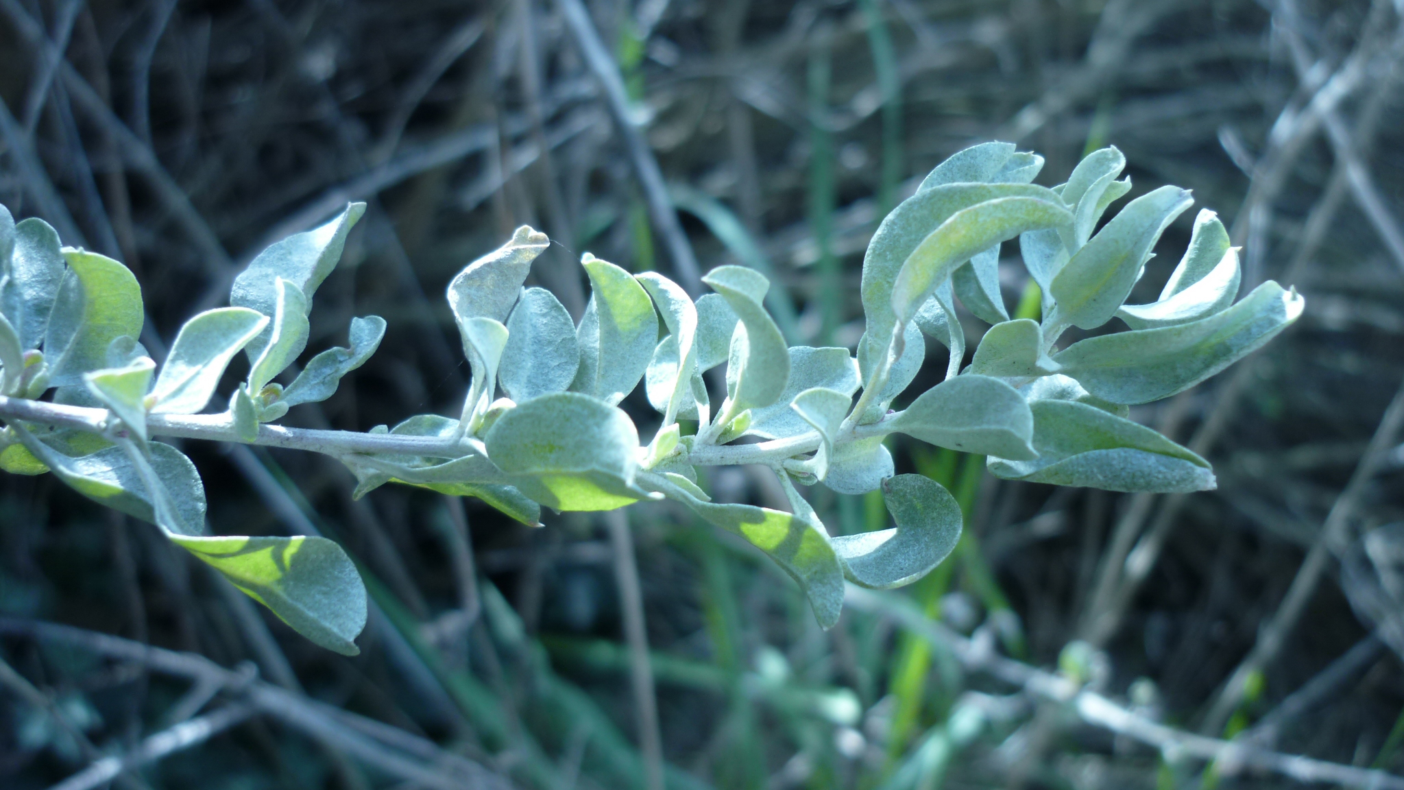 Windbreak hedges for an exposed coastal site