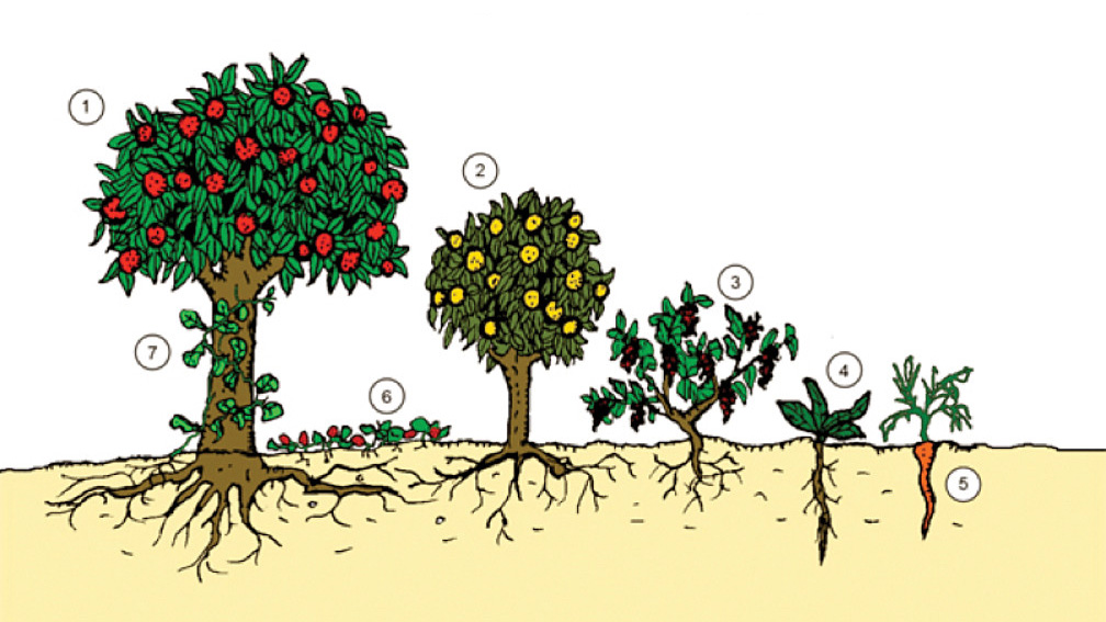 Forest Garden Principles