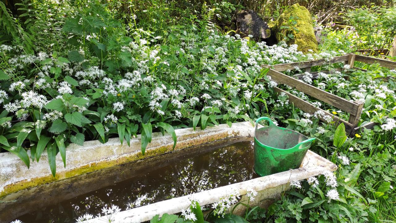 Ty Rhos Trees nursery