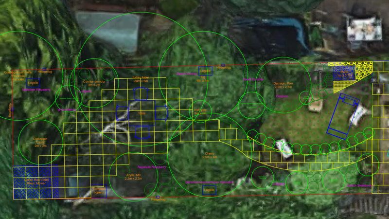 Plan a Backyard Forest