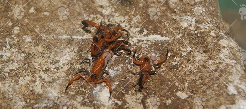 ¿Qué es el Escorpión Azul? LifEscozul®