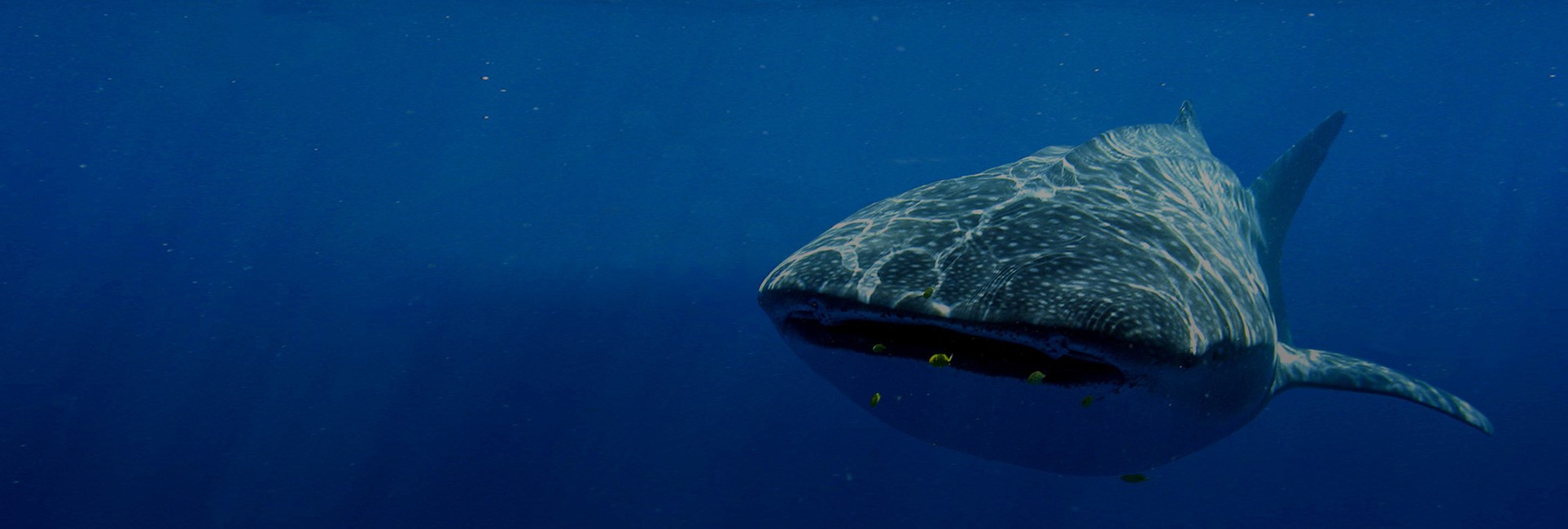 Whale Shark Tours Exmouth - Swim with Whale Sharks Ningaloo